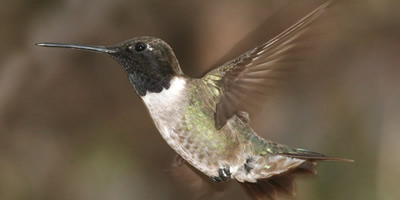 Black Hummingbirds