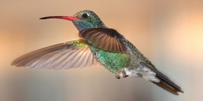 Broad-Billed Hummingbird