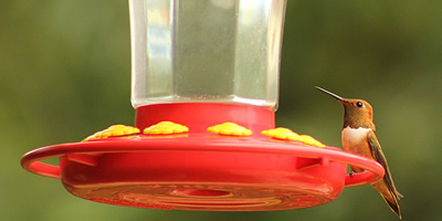 Hummingbird Links and Resources