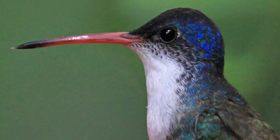 Violet-crowned Hummingbird, identification, coloration, size, breeding ...