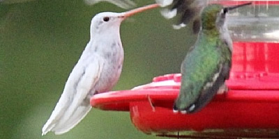 White, Albino, Leucistic and Pied Hummingbirds: Characteristics ...