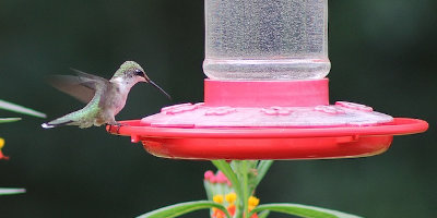 Hummingbird Showcase Video: Species, Photos, Migration, White ...