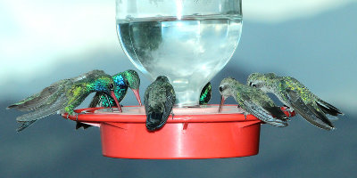 Hummingbird species, with common names, sizes, scientific names and ...