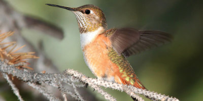Report a Hummingbird Sighting in 2025