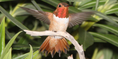 Rufous Hummingbird, identification, characteristics, coloration, size ...