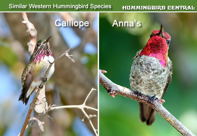Calliope Hummingbird, identification, characteristics, coloration, size ...