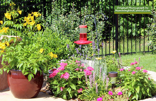 How to attract hummingbirds with flower gardening, water features ...