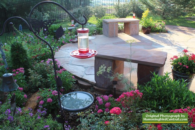 How to attract hummingbirds with flower gardening, water features ...