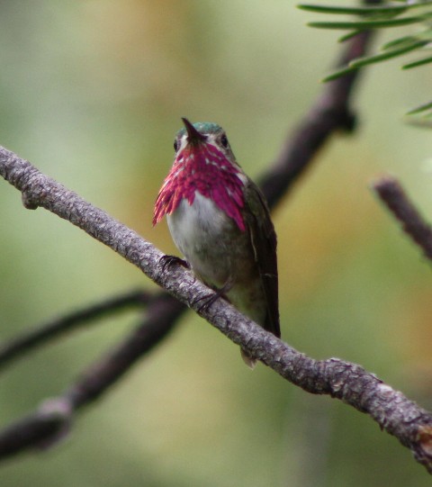 Hummingbird migration in the Spring and Fall through the United States ...