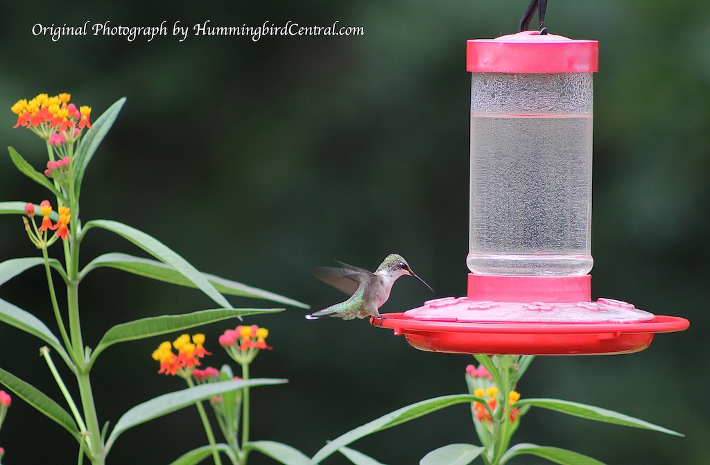 Ruby-throated Hummingbird: Scientific name, size, range ...