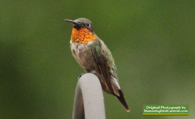 Ruby-Throated Hummingbird: Scientific name, size, range ...