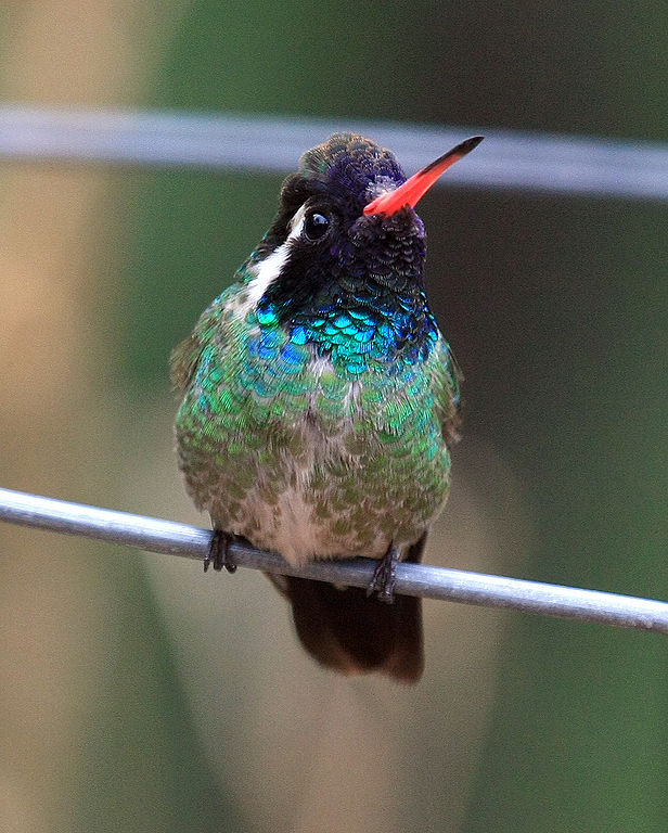 Photographs of Hummingbirds