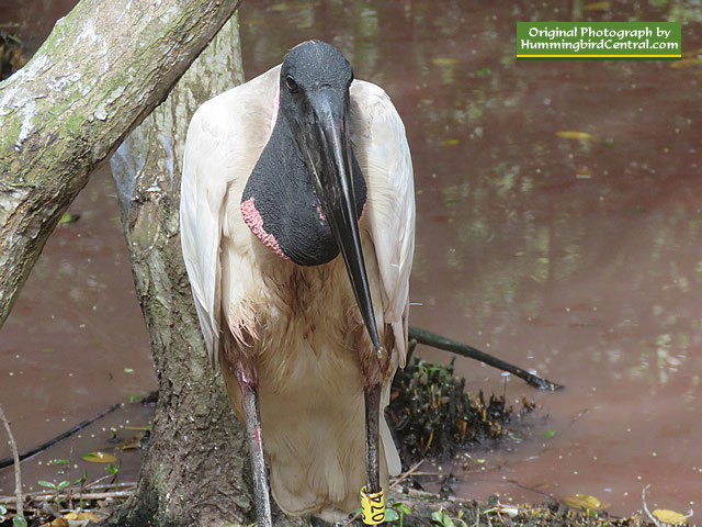 National Aviary of colombia, location, facilities, exhibits, bird ...