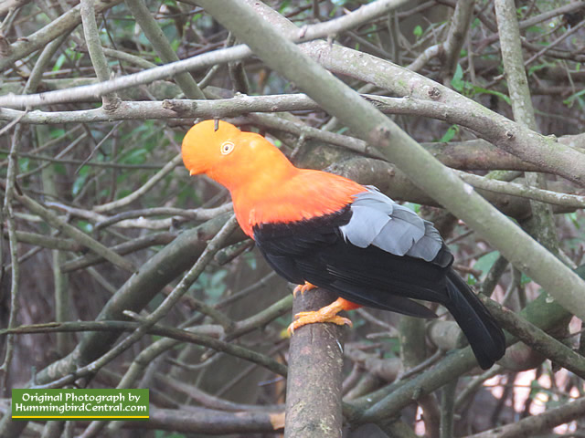 National Aviary of colombia, location, facilities, exhibits, bird ...