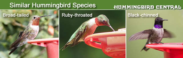 Ruby-throated Hummingbird: Scientific name, size, range ...