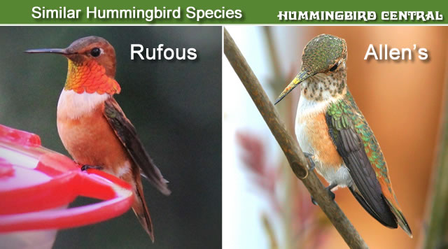 Rufous Hummingbird, identification, characteristics, coloration, size ...