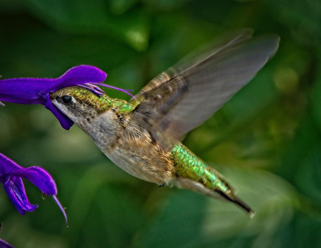 Photographs of Hummingbirds Found in North America