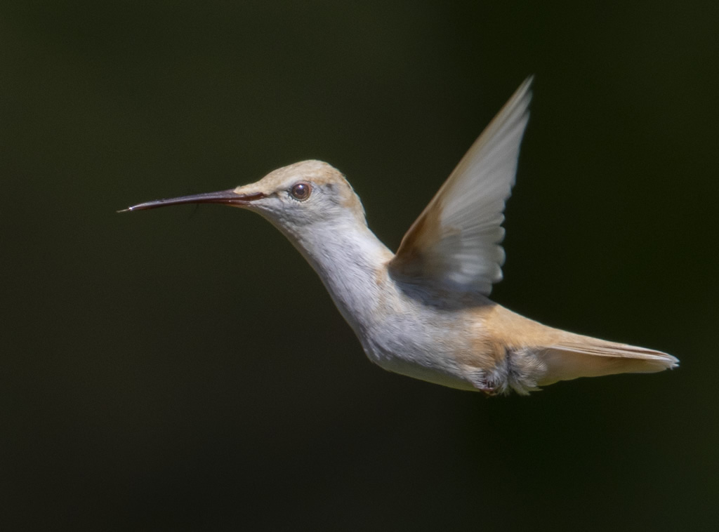 White, Albino, Leucistic and Pied Hummingbirds: Characteristics ...