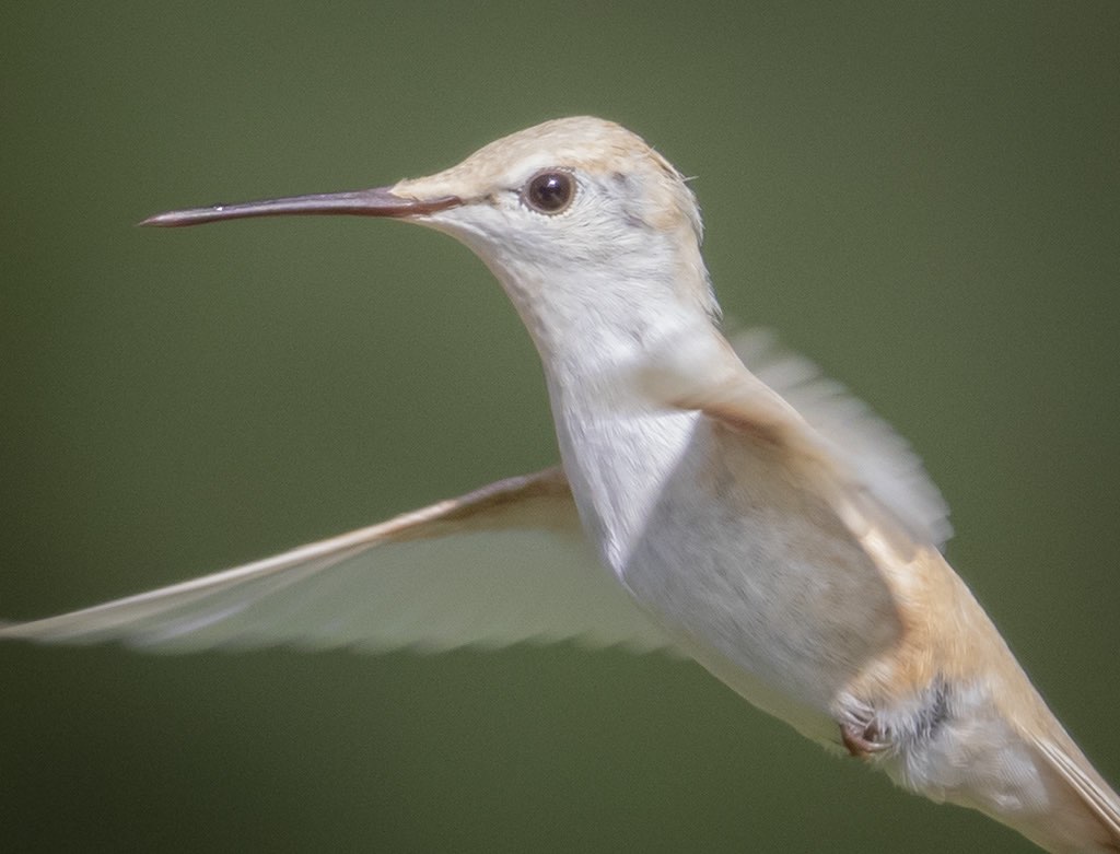 Photographs of Hummingbirds Found in North America