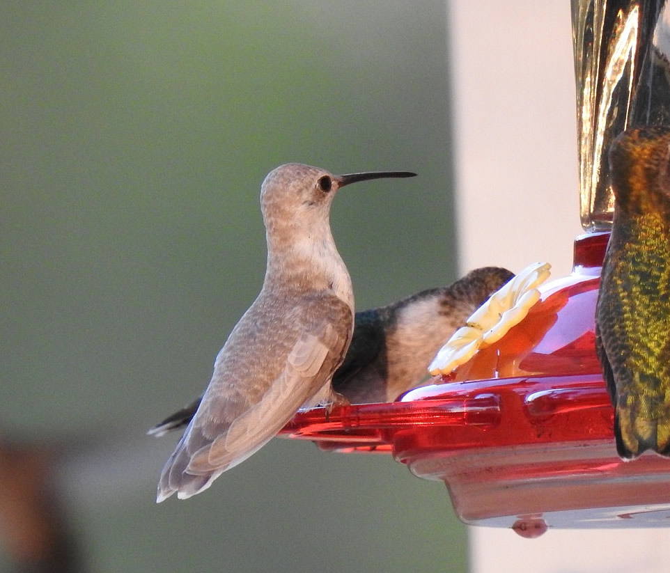 White, Albino, Leucistic and Pied Hummingbirds: Characteristics ...