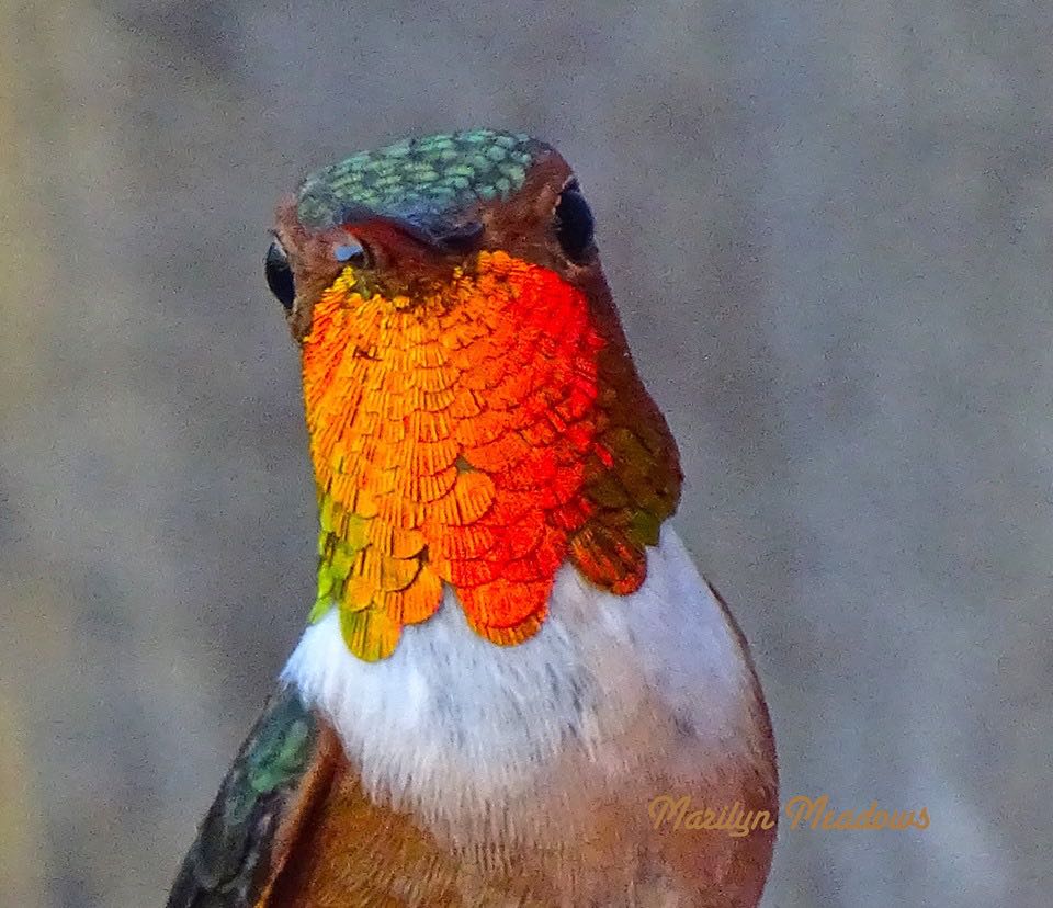 Allen's Hummingbird