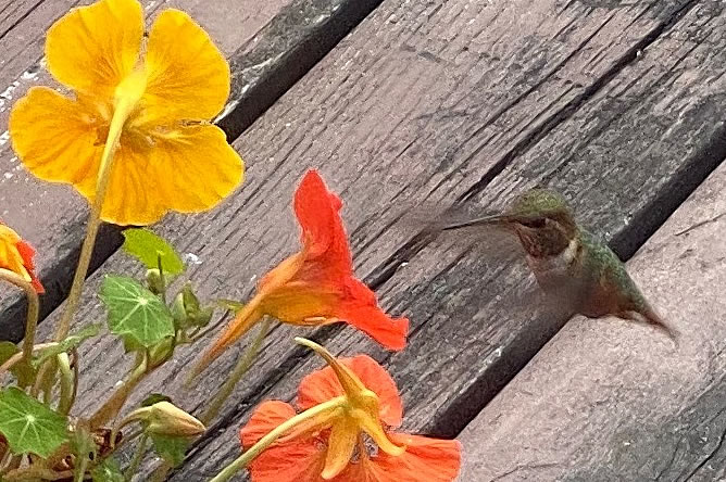 Photographs of Hummingbirds Found in North America