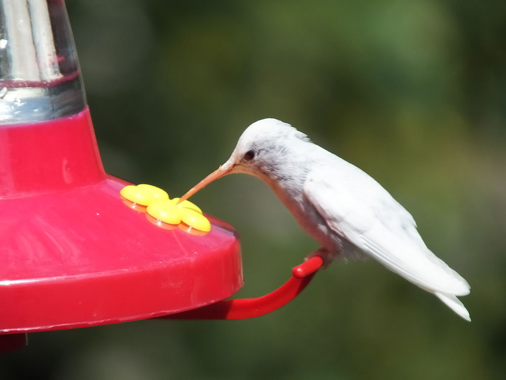 White, Albino, Leucistic and Pied Hummingbirds: Characteristics ...