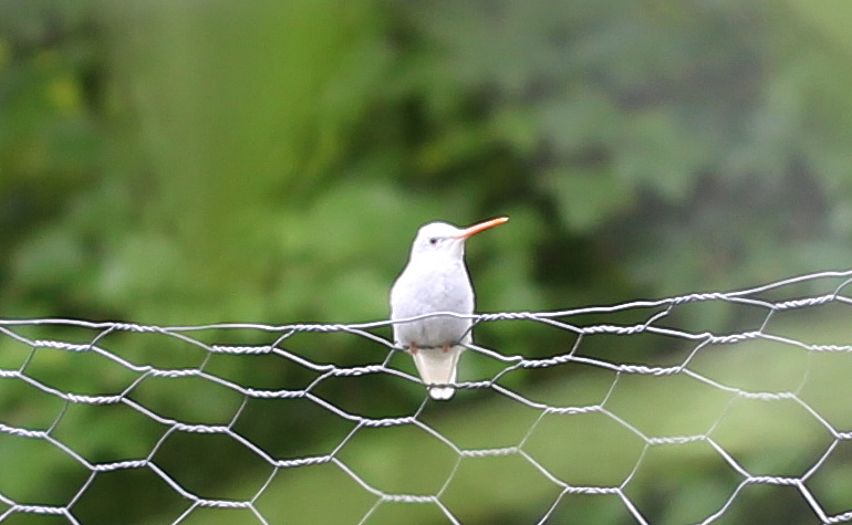 White, Albino, Leucistic and Pied Hummingbirds: Characteristics ...