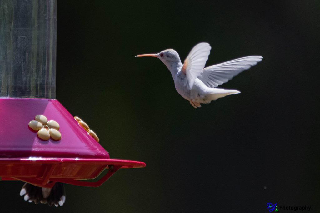 White, Albino, Leucistic and Pied Hummingbirds: Characteristics ...