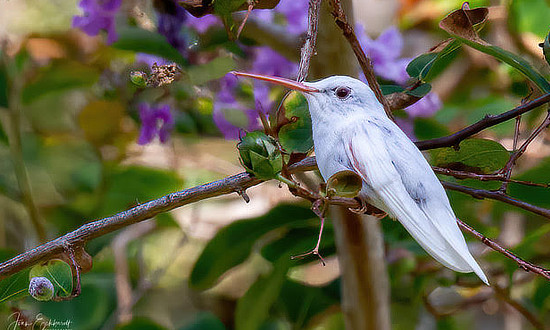 White, Albino, Leucistic and Pied Hummingbirds: Characteristics ...